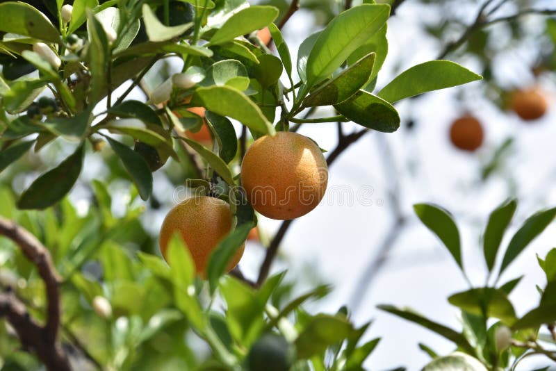 Calamondin Fruit Tree with Dangling Fruit Ripening Stock Photo - Image ...