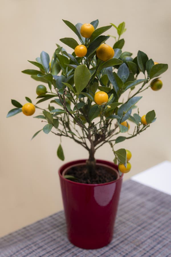 Calamondin Limes Small Decorative Tree Grow in Home. Stock Image ...