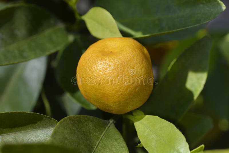 Calamondin orange stock photo. Image of botany, leaf - 188539476