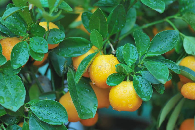 Beautiful Calamondin Citrus Tree Stock Image - Image of green, natural ...