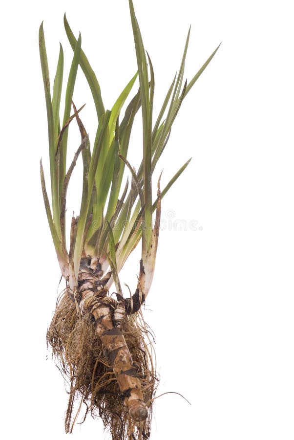 Calamus stock image. Image of nature, green, acorus, reed - 14104681