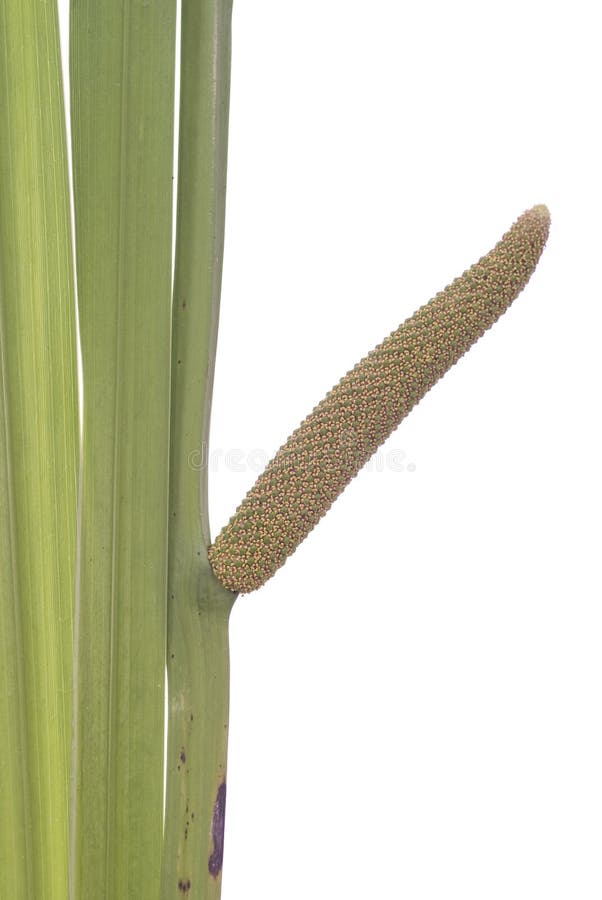 Calamus stock image. Image of nature, green, acorus, reed - 14104681