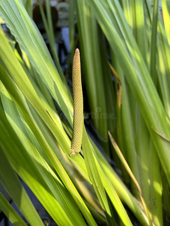 Calamus, Acorus calamus stock image. Image of garden - 303882509