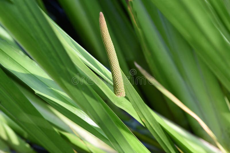 Calamus, Acorus calamus stock photo. Image of garden - 303882534