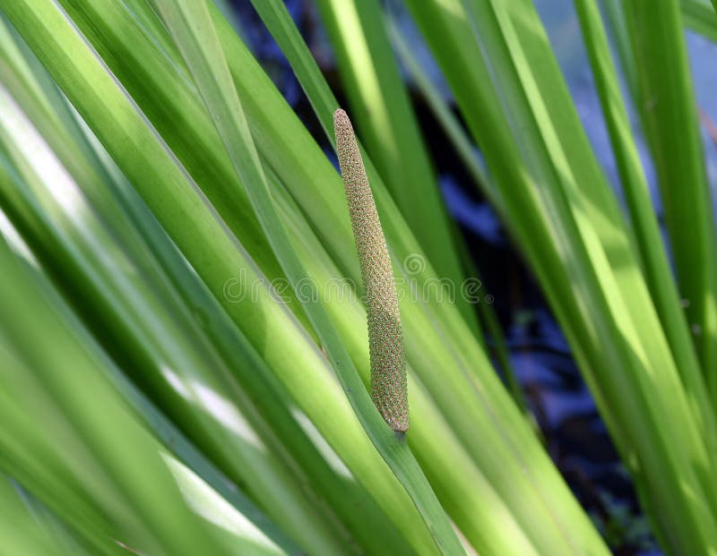 Calamus, Acorus calamus stock image. Image of aquatic - 303882547