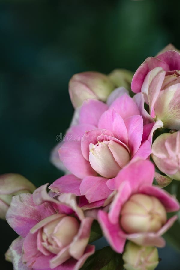 Calandiva flower stock image. Image of home, botanical - 4773033