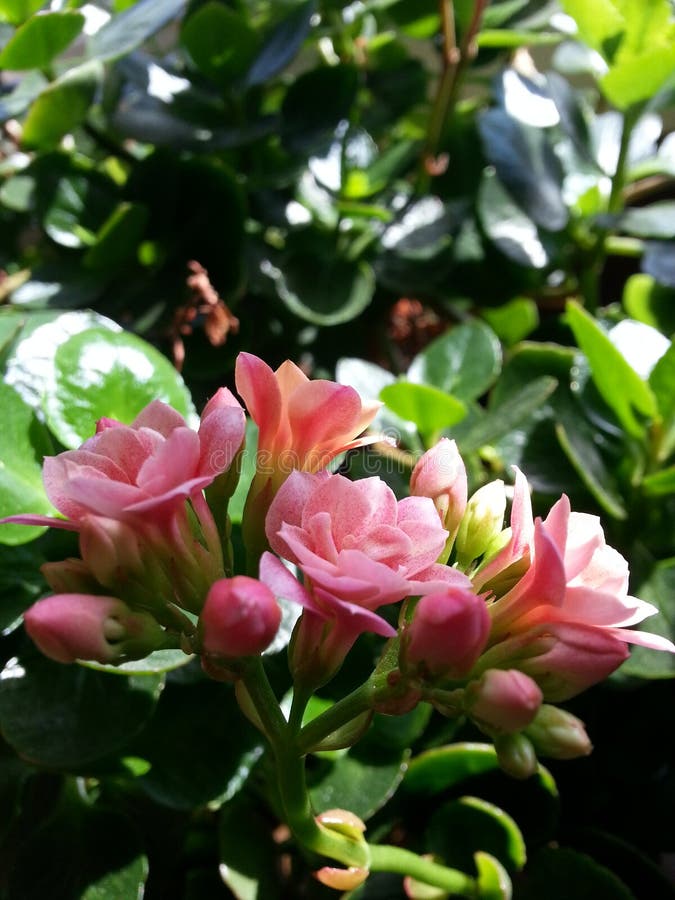 Calandiva flower stock image. Image of home, botanical - 4773033