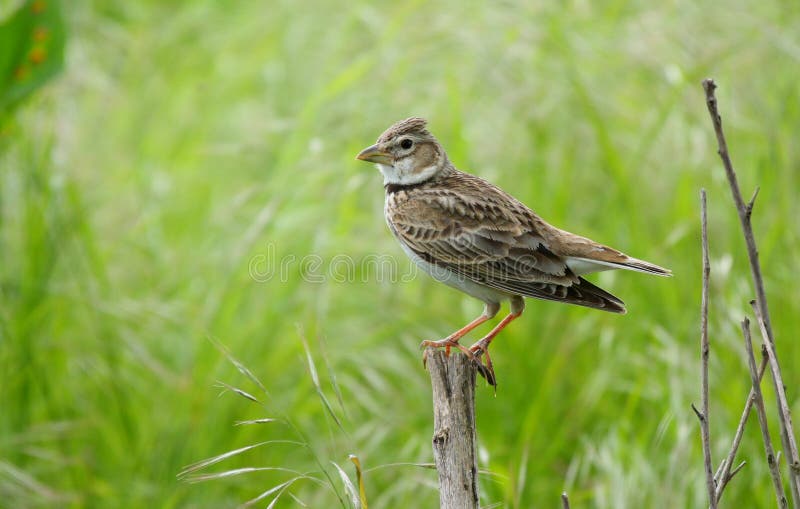 Calandra lark stock image. Image of land, farmland, sand - 18299591