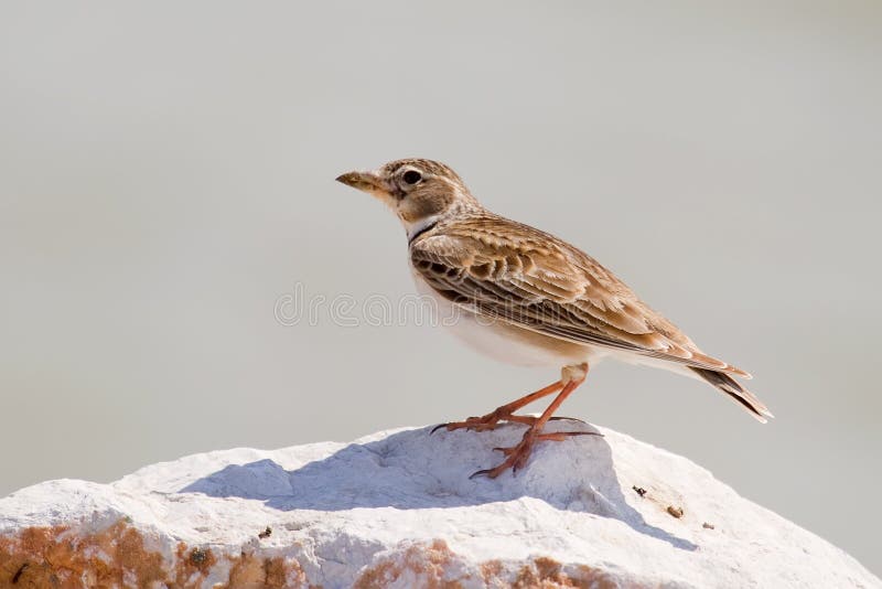 Calandra lark in flight stock photo. Image of species - 319892540