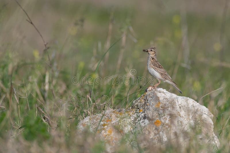 Calandra lark in flight stock photo. Image of species - 319892540