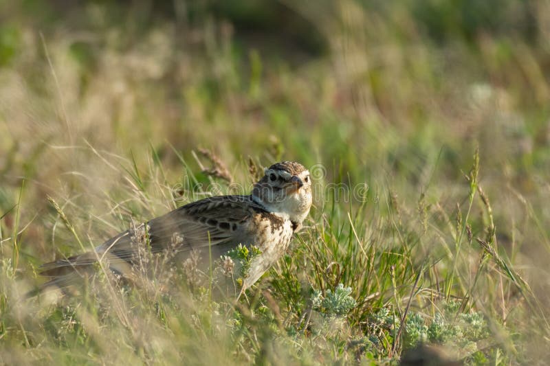 Calandra Lark Bird Melanocorypha Calandra in Spring Steppe Stock Photo ...