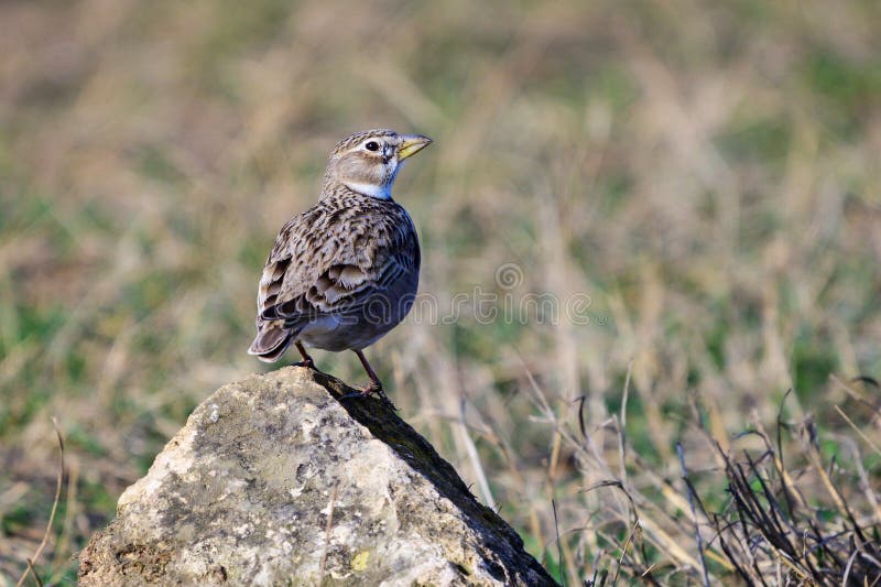 Calandra Lark Melanocorypha Calandra Bird in the Wild Stock Image ...