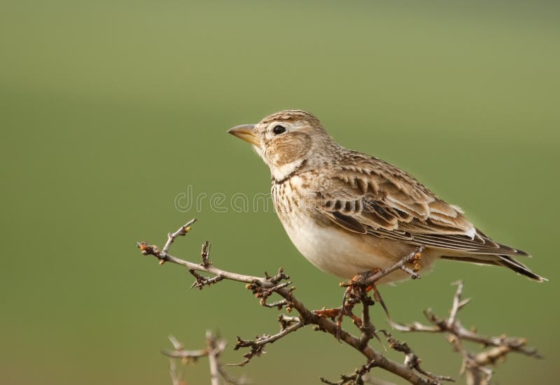 Calandra Lark, Melanocorypha Calandra on Branch, with Green Background ...