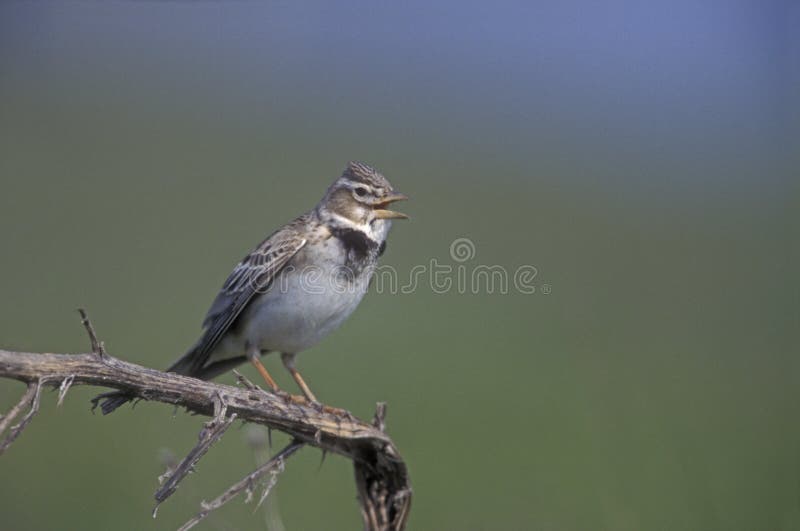 Calandra Lark, Melanocorypha Calandra Stock Image - Image of bird, lark ...