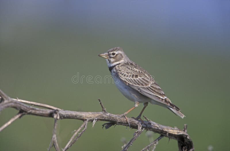 Field-lark stock image. Image of lark, songster, life - 1738737