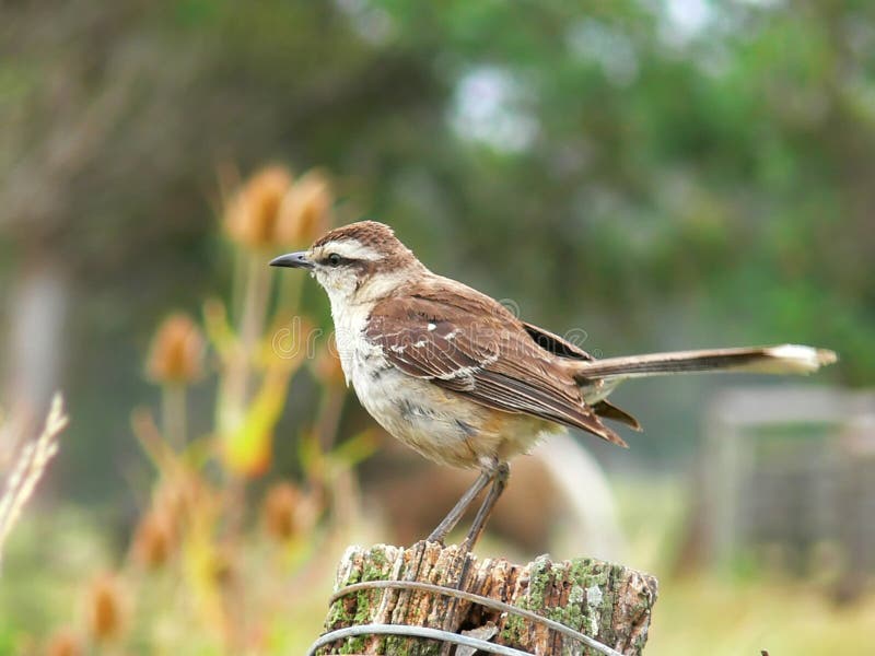 Calandria stock photo. Image of sing, calandria, feather - 2244038
