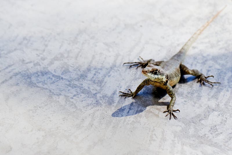 Calango Lizard Stock Photos - Free & Royalty-Free Stock Photos from ...