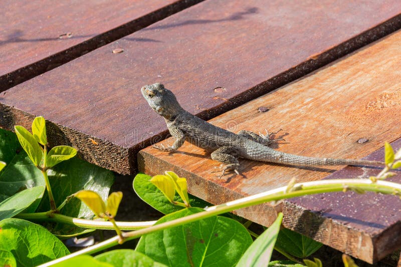 Calango na plataforma foto de stock. Imagem de animal - 65989742