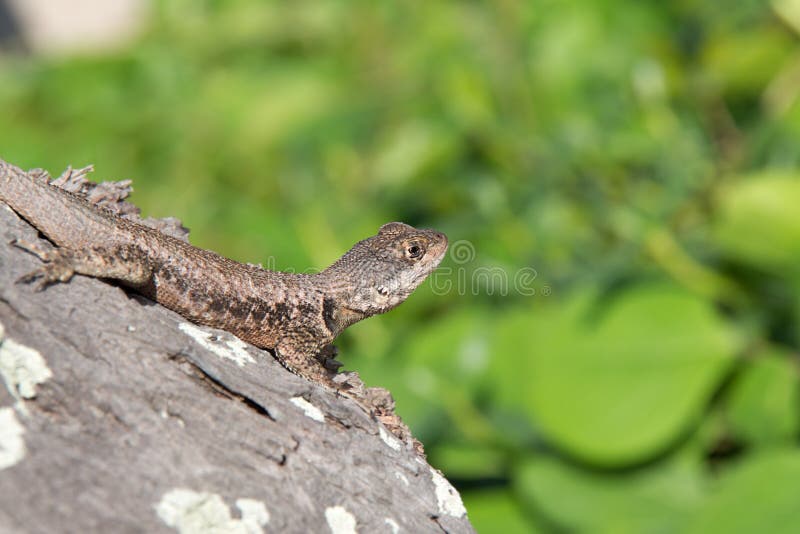 Calango on tree stock image. Image of alagoas, brazil - 53397267