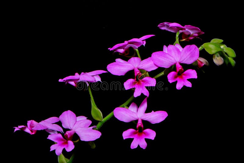 Calanthe rubens stock photo. Image of bright, love, nature - 32815174