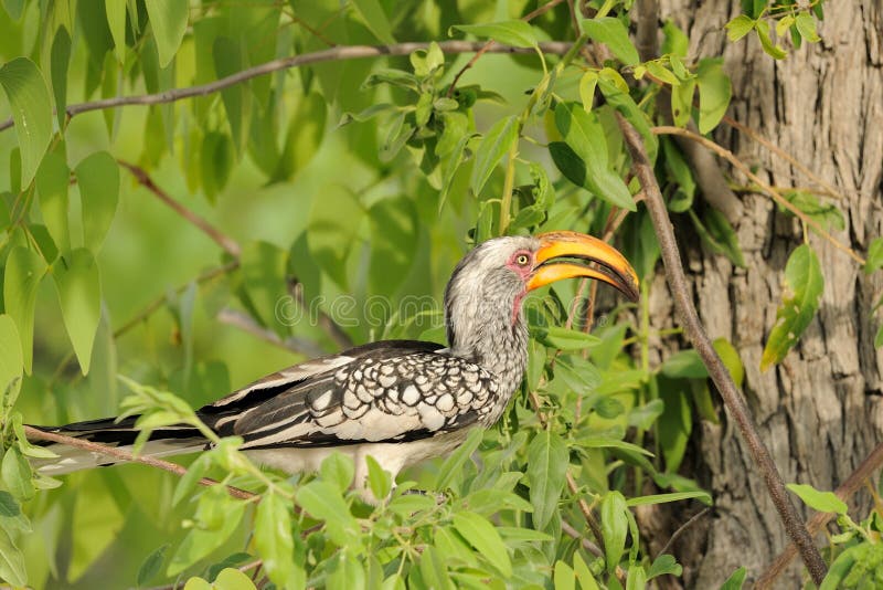 Nesting Loon stock image. Image of vocation, minnesota - 8366713