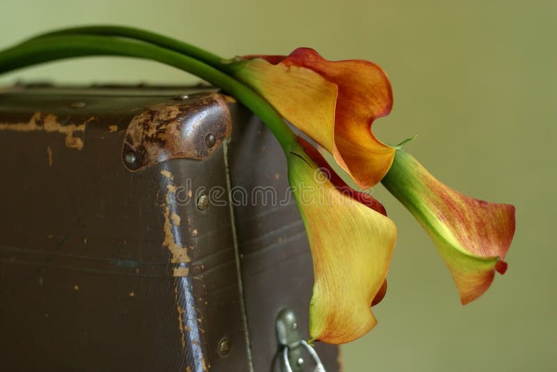 Calas rojas imagen de archivo. Imagen de pétalos, verde - 2080183