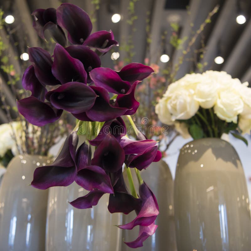 Calas rojas imagen de archivo. Imagen de embudo, pétalos - 2080503