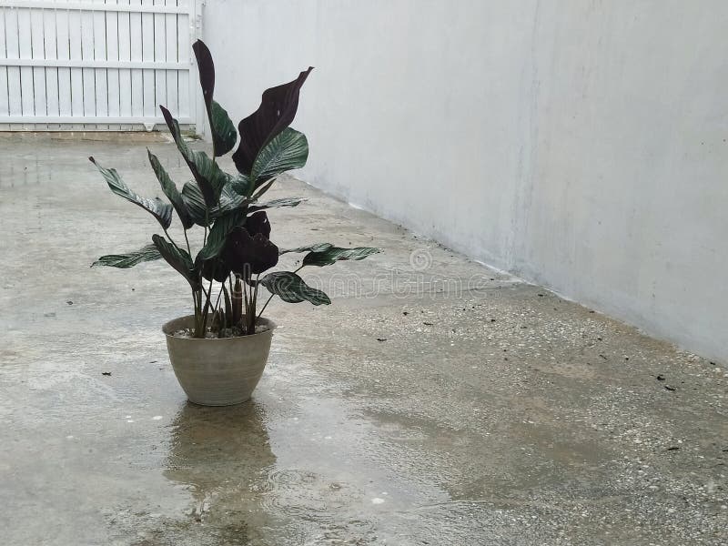 Calathea Flower in Pot during Rain Stock Photo - Image of beauty ...