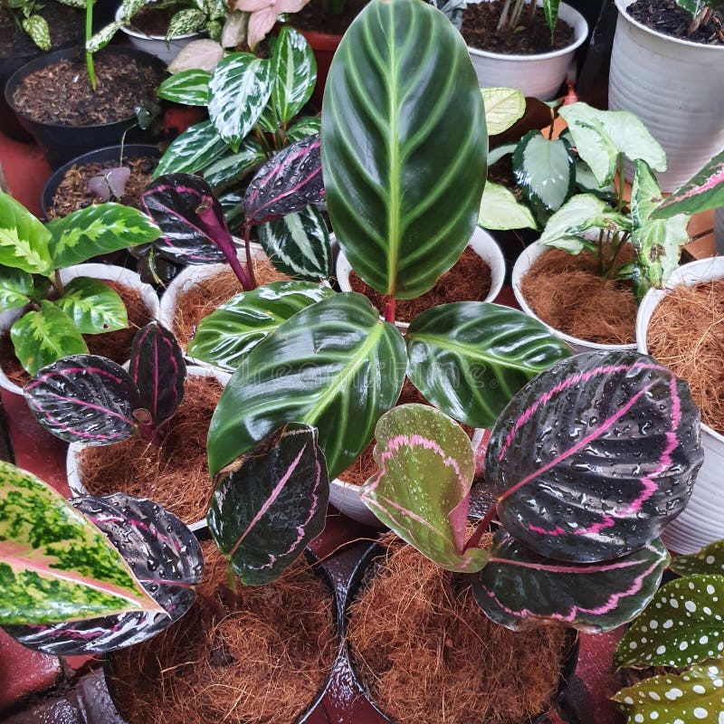 Calathea house plant stock photo. Image of calathea - 204262410