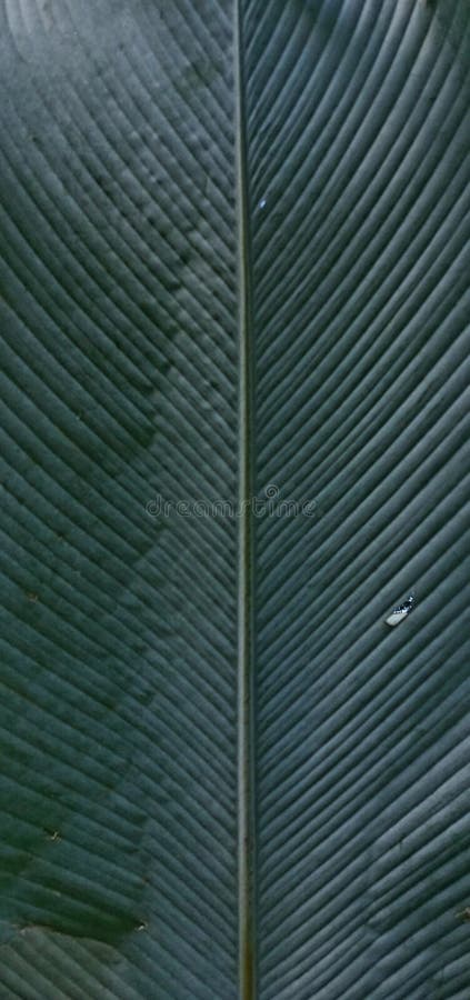 Calathea Lutea leaf stock image. Image of design, blue - 248017769