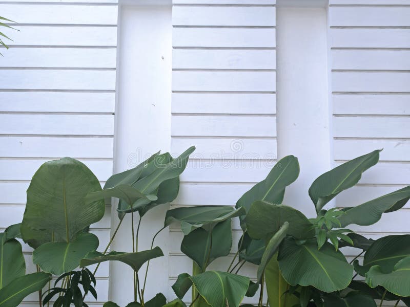 Calathea Lutea Plant in Front of the House Stock Photo - Image of lutea ...