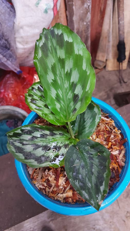 Calatea flower stock image. Image of garden, plant, calathea - 317750059