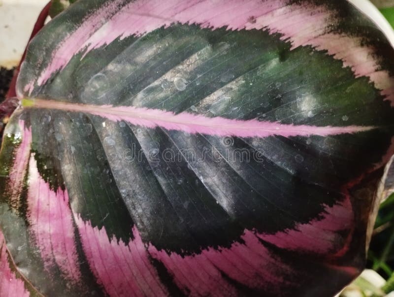 Calathea Roseopicta Conocida Como Calathea Pintada De Rosa Foto de ...