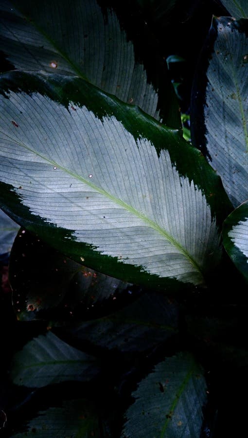 Calathea Roseopicta or Known As Calathea Rose Motif Stock Image - Image ...