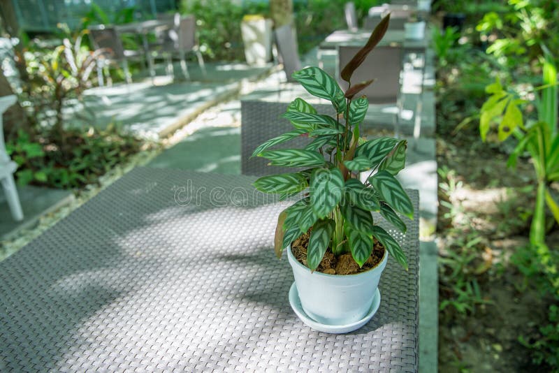 Calathea Silver Star for Indoor on the Table, Focus Selective Stock ...