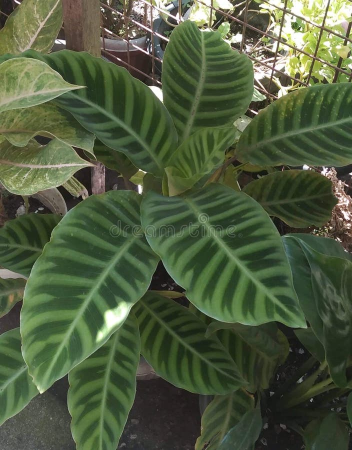 The Calathea Zebrina stock photo. Image of branch, fruit - 257936726