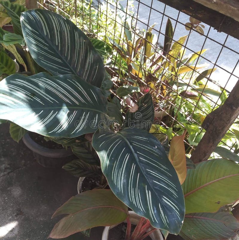 The Calathea Zebrina stock photo. Image of food, produce - 257936730