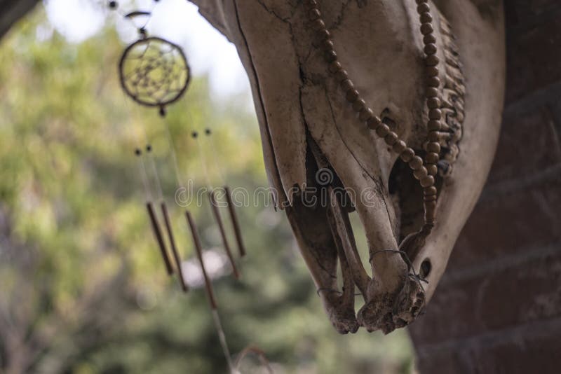 Calavera de vaca 4 foto de archivo. Imagen de antiguo - 161184798