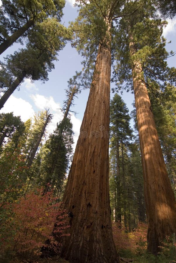 Calaveras Big Trees State Park Stock Image - Image of sierra, woods ...