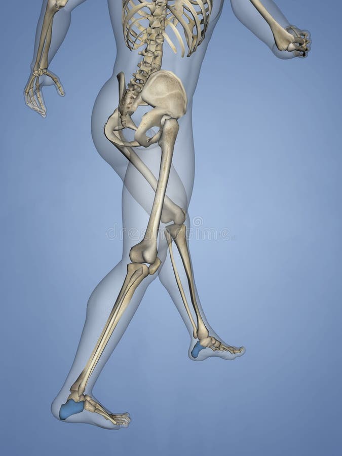 Calcaneus, 3D Model stock illustration. Illustration of medical - 95761040