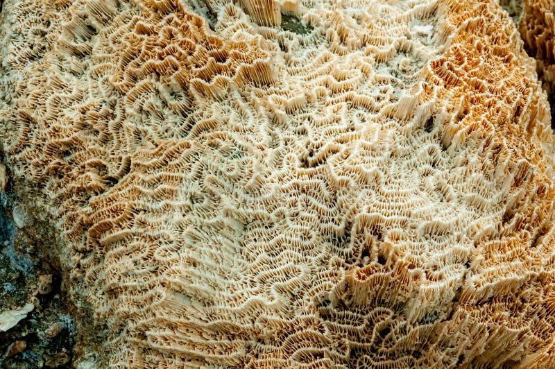 Calcareous Skeleton of Dead Corals. Marsa Alam, Abu Dabab, Egypt Stock ...