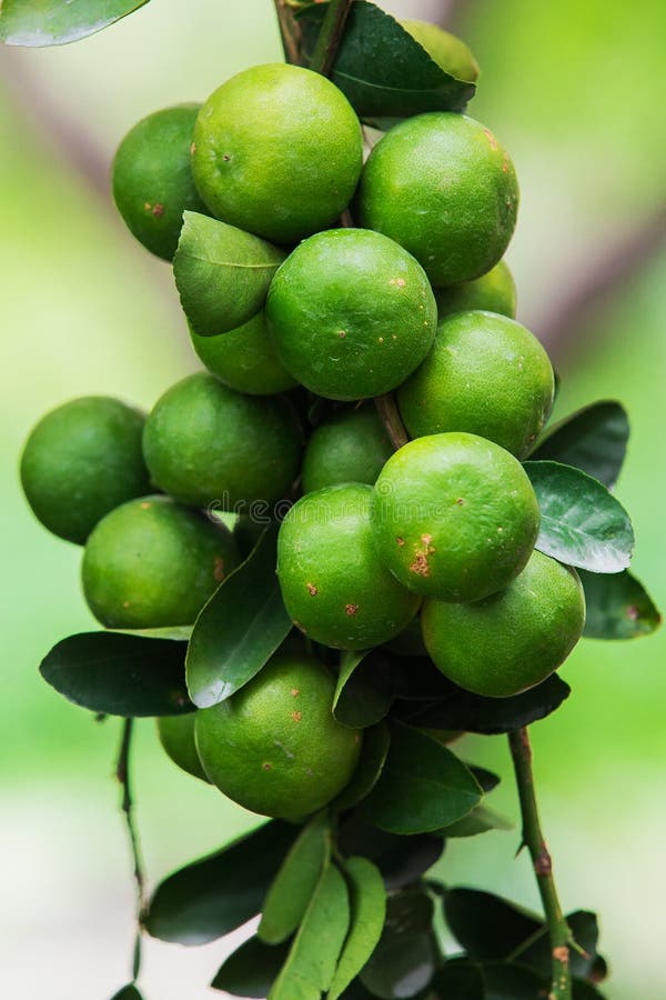 Bozzolo Comune Della Farfalla Della Calce Fotografia Stock - Immagine ...