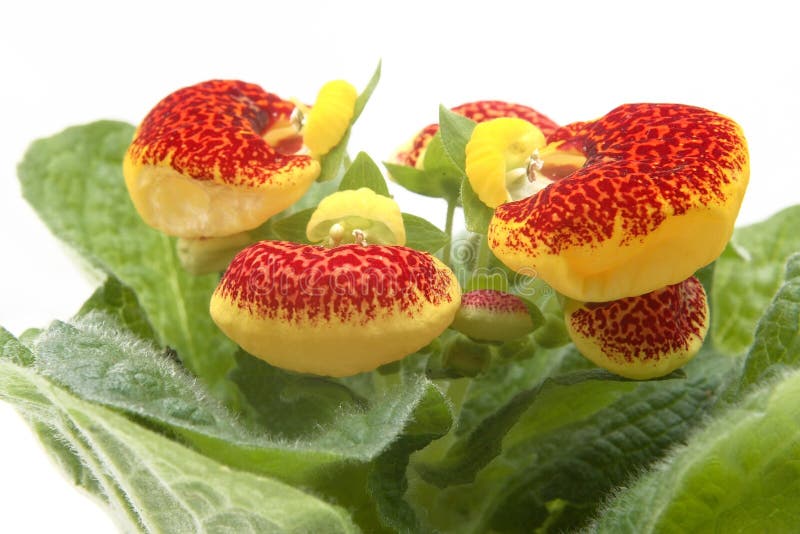 Yellow Calceolaria flower stock image. Image of greenery - 4748203