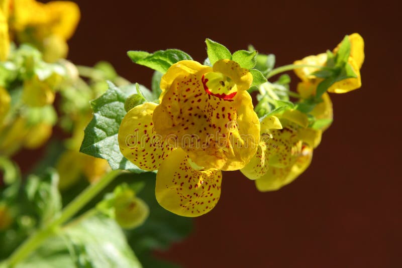 Yellow Calceolaria flower stock image. Image of greenery - 4748203