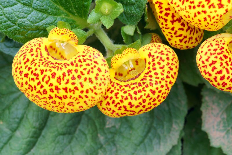 Calceolaria flower stock photo. Image of slipper, plant - 29357628