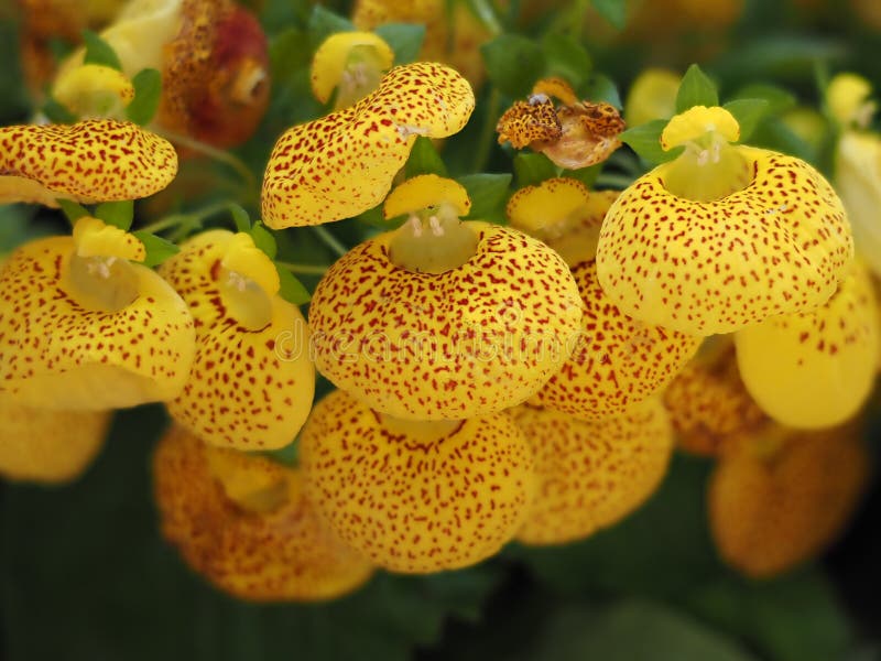Calceolaria Flower Isolated on Black Stock Image - Image of flowers ...