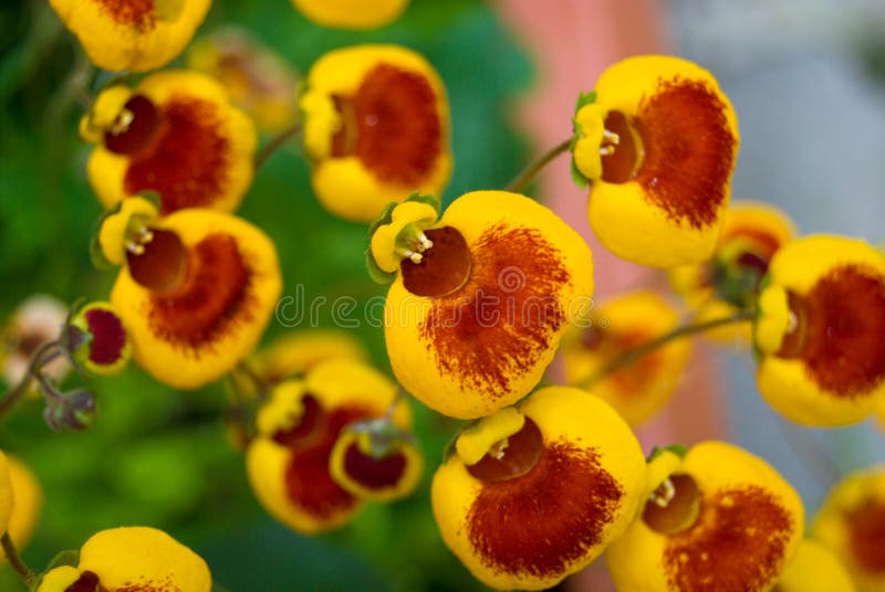 Yellow Calceolaria flower stock image. Image of greenery - 4748203