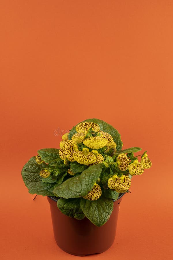 Calceolaria Integrifolia in Pot with Orange Background, Top View Stock ...