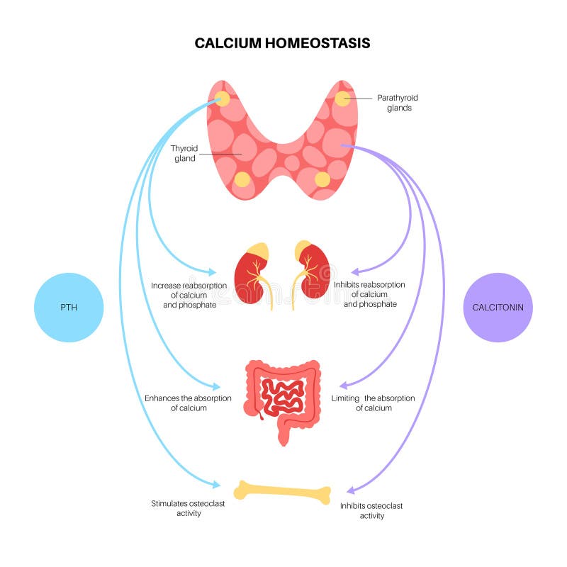 Calcium Homeostasis Diagram Stock Illustration - Illustration of ...