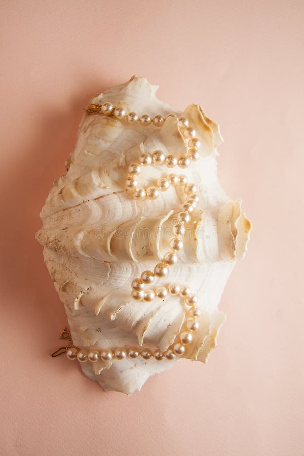 Calcium shells stock image. Image of equipment, concept - 70465945